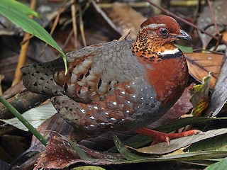 Chestnut-breasted Partridge - Arborophila mandellii - Birds of the World