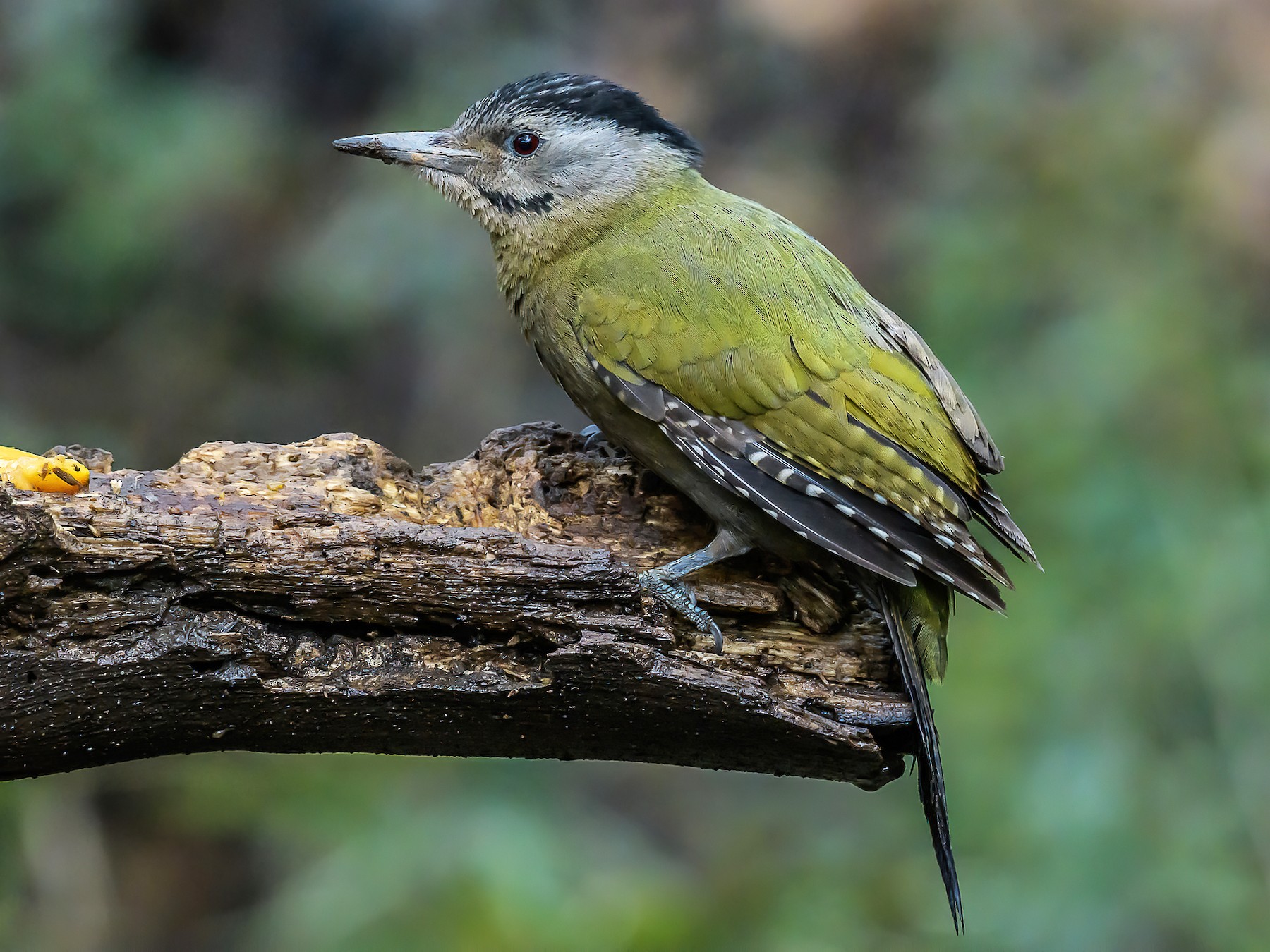 Gray-headed Woodpecker - eBird
