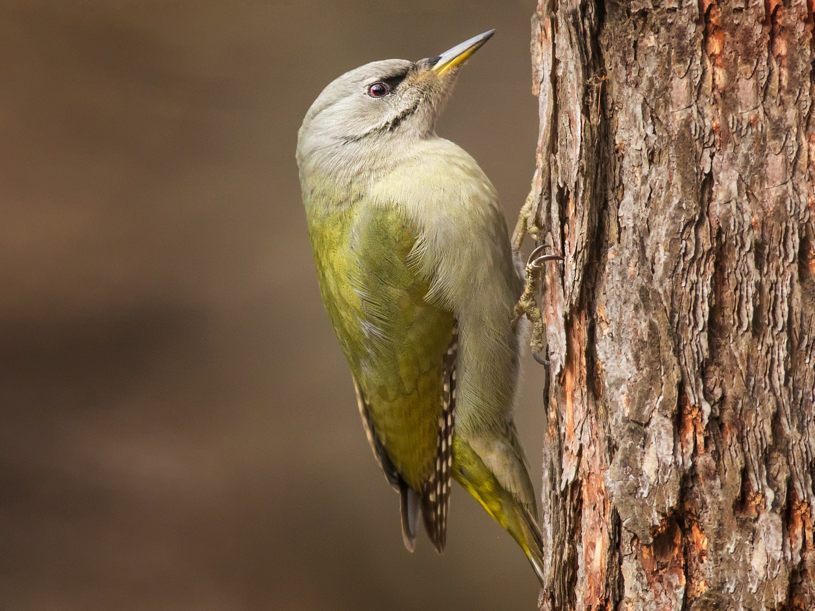 Gray-headed Woodpecker - eBird