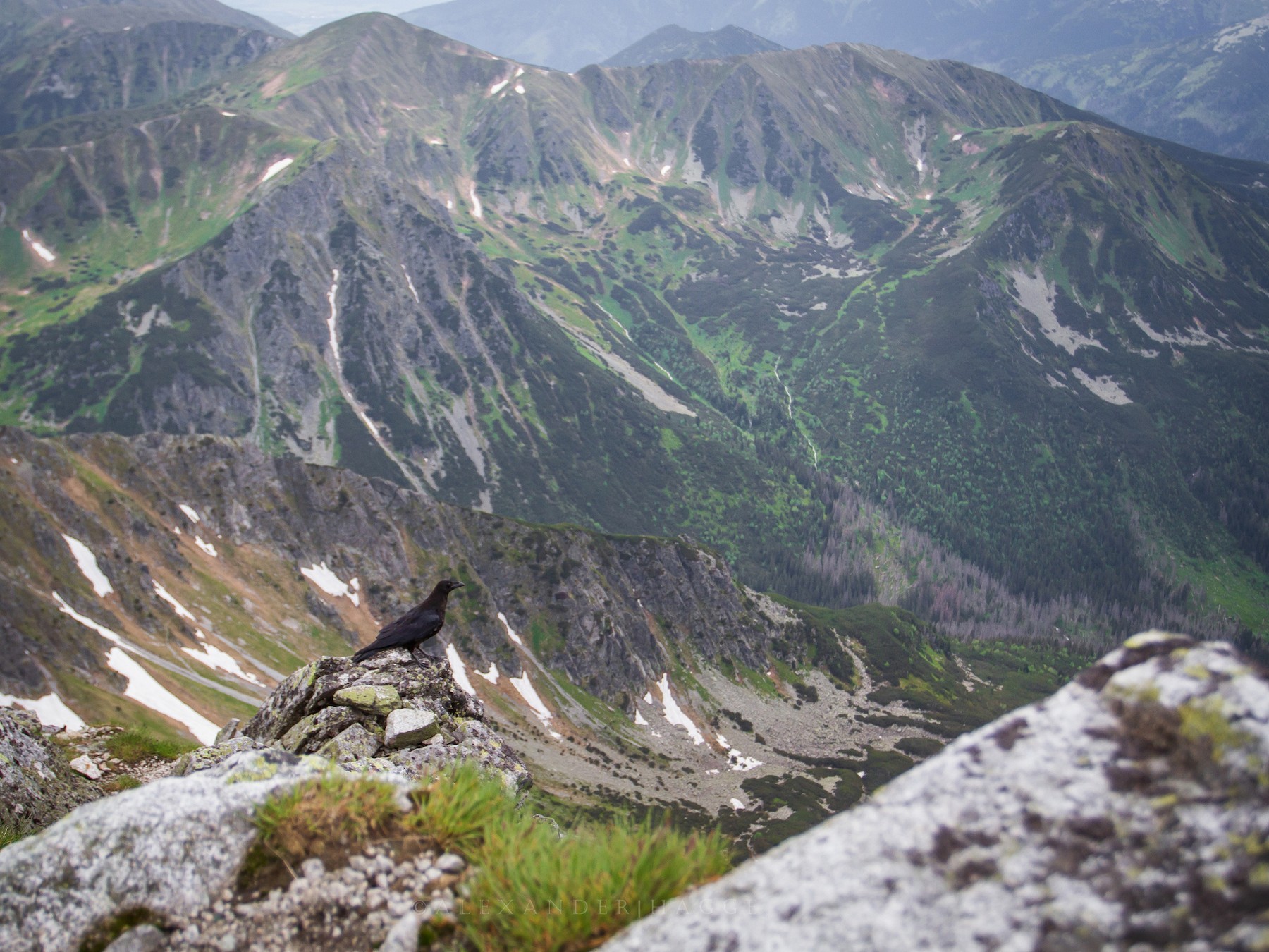 Common Raven - eBird