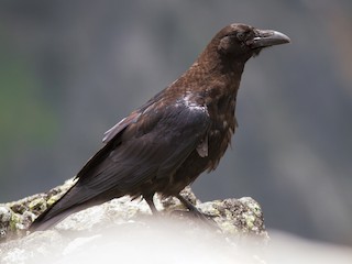Common Raven (Northern Raven) - eBird