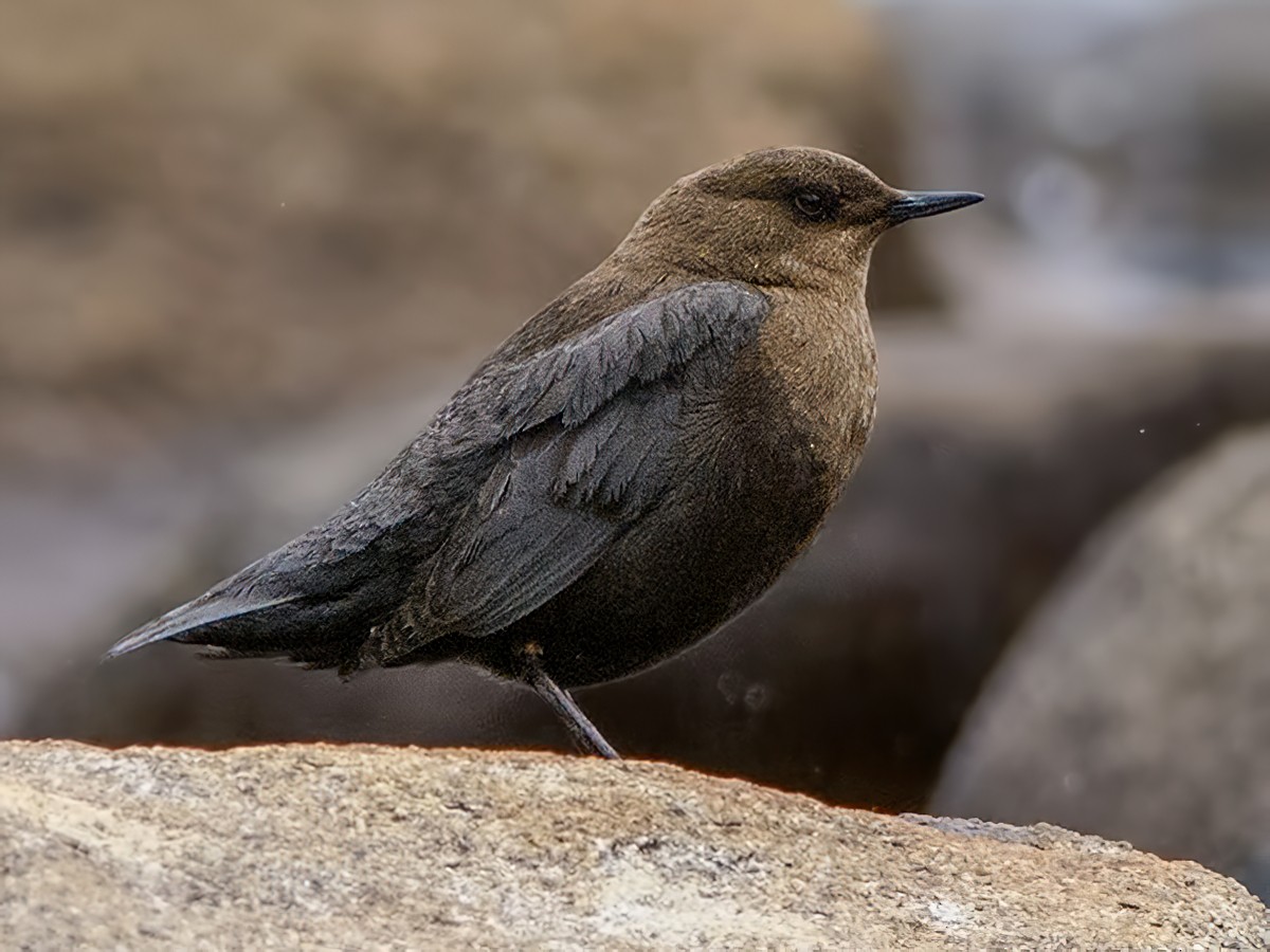 White-throated Dipper - eBird