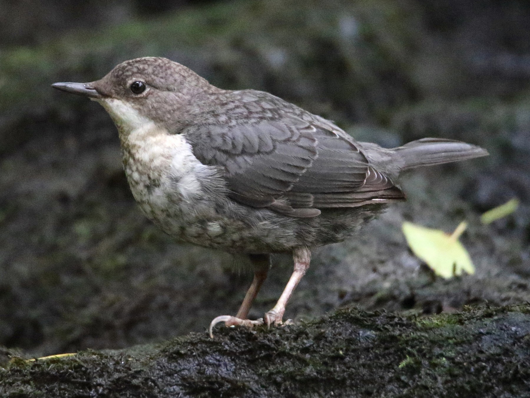 White-throated Dipper - eBird