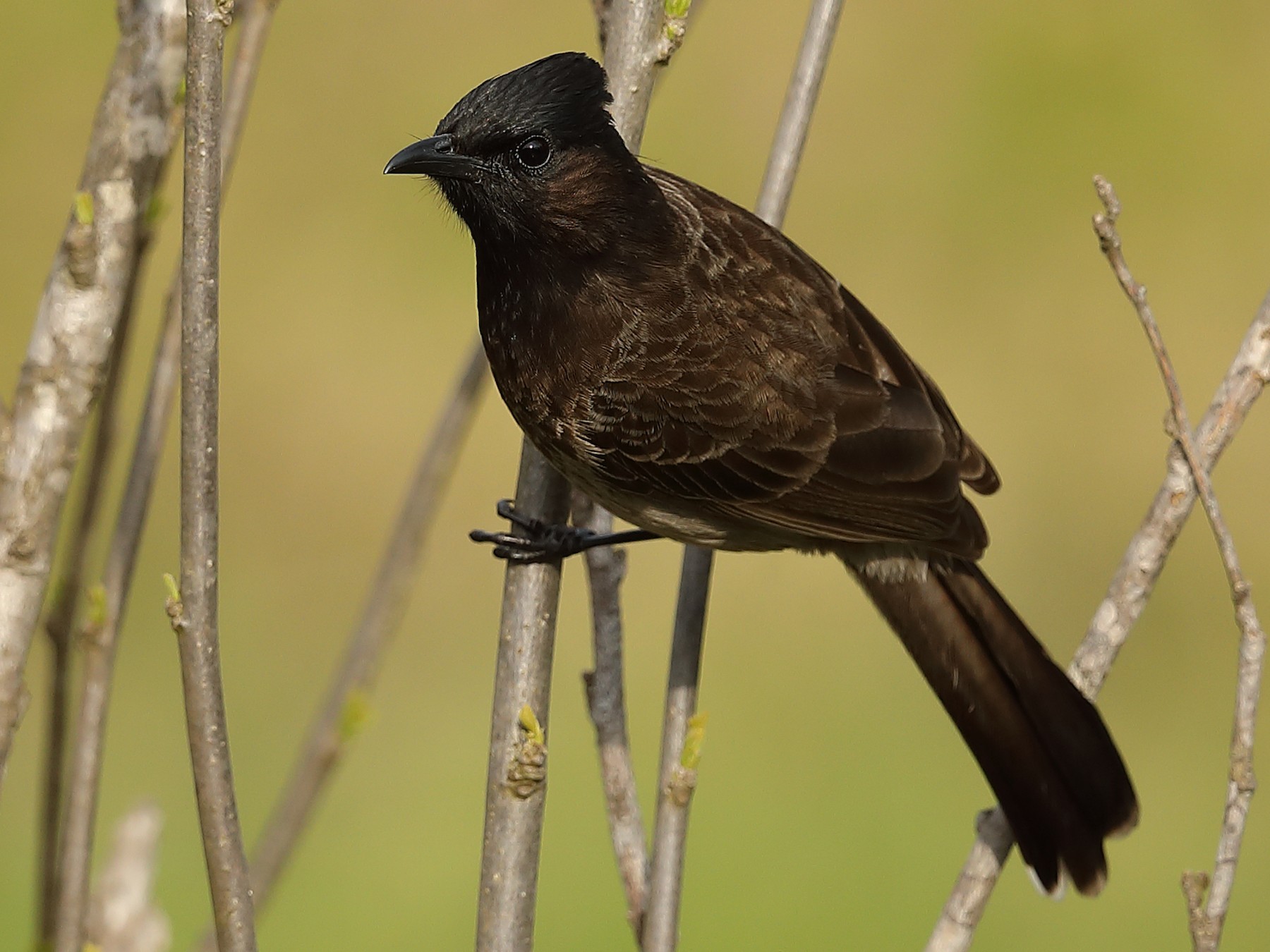 Red-vented Bulbul - eBird