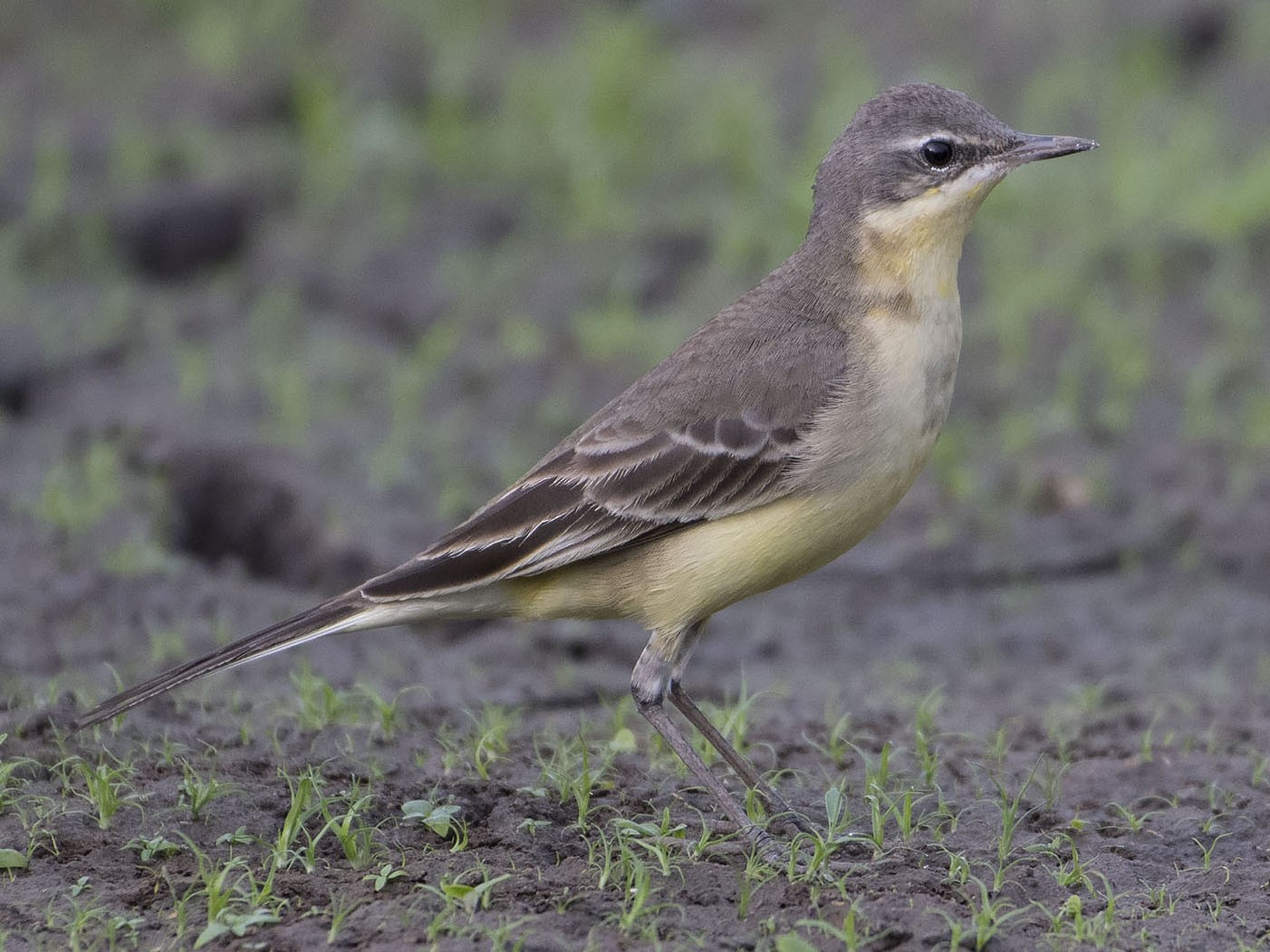 Eastern Yellow Wagtail - eBird