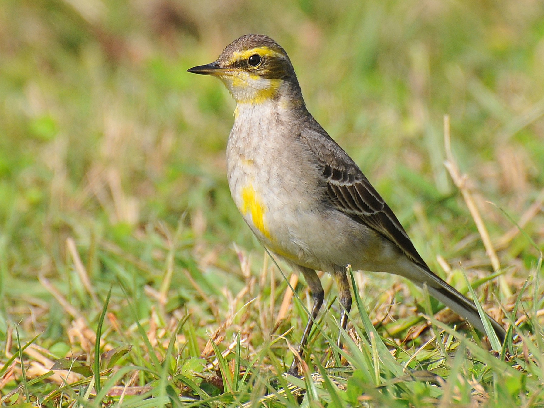 Eastern Yellow Wagtail - eBird