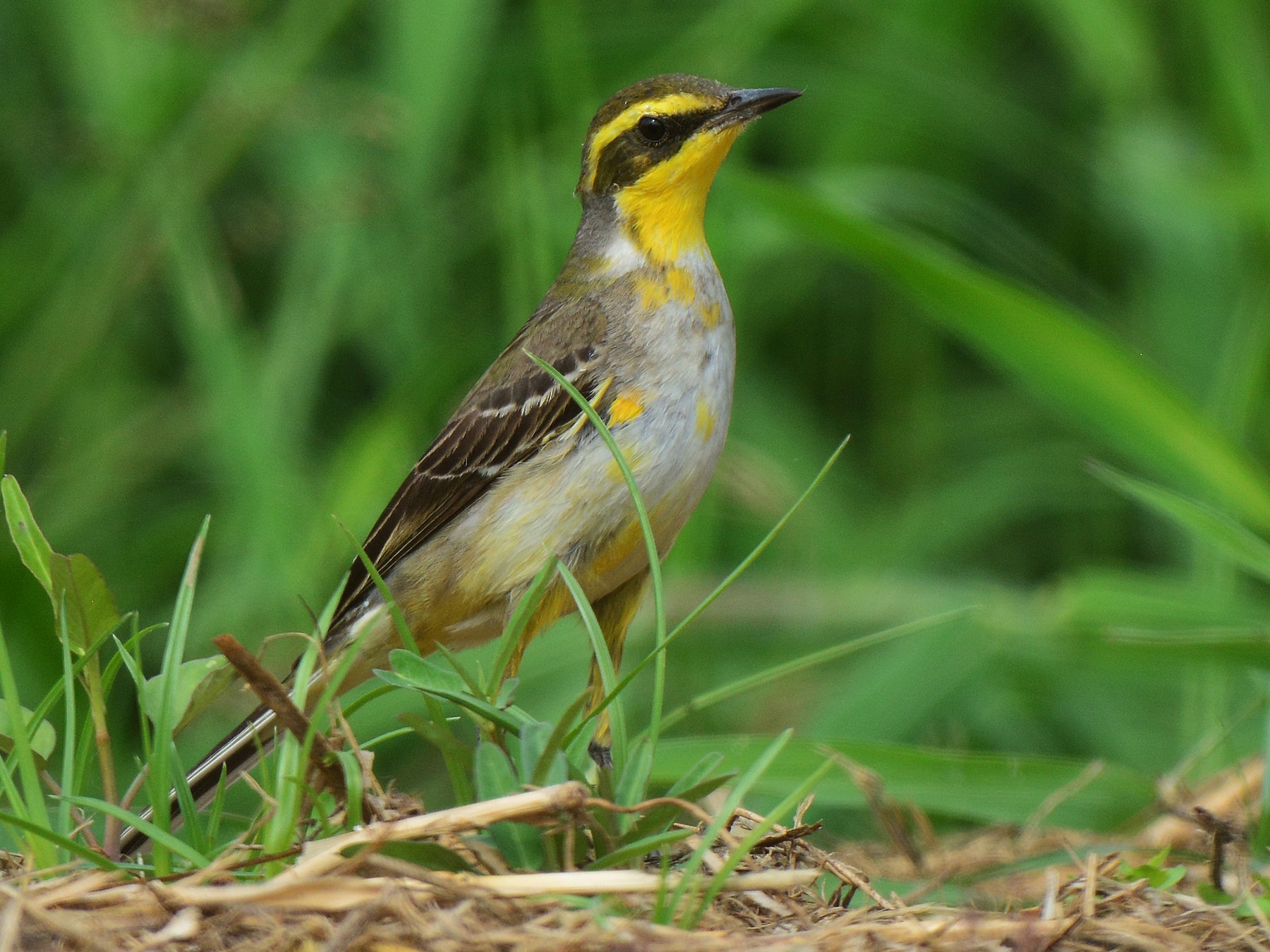 Eastern Yellow Wagtail - eBird