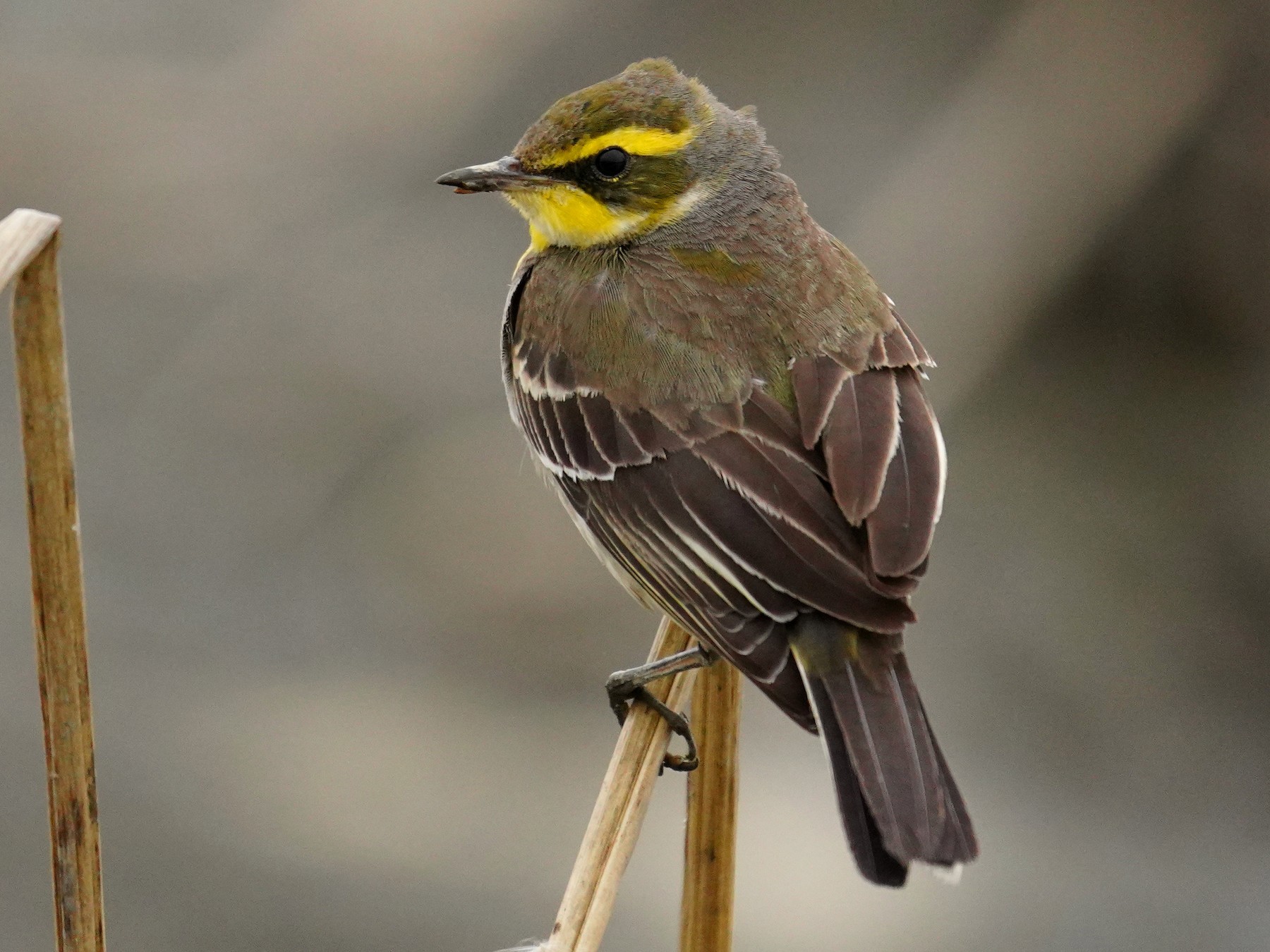 Eastern Yellow Wagtail - eBird