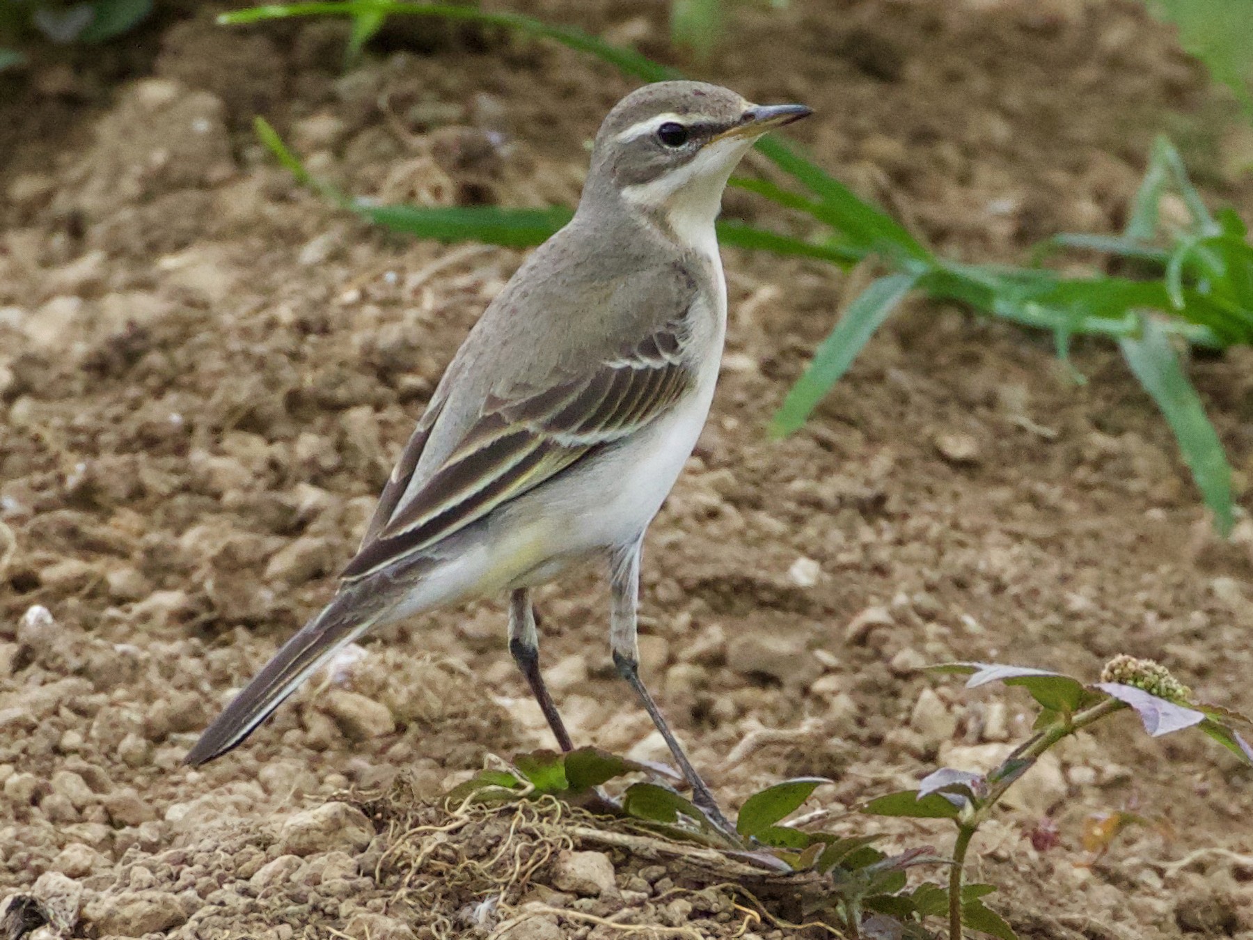 Eastern Yellow Wagtail - eBird