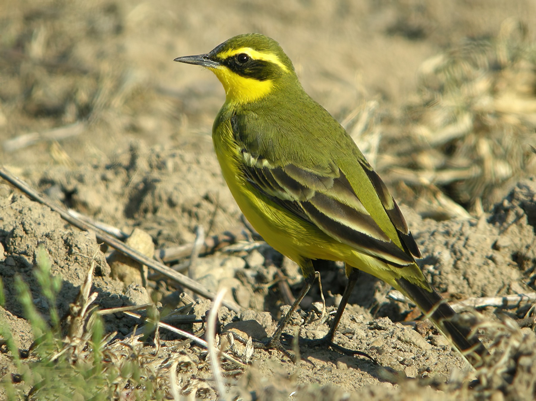 Eastern Yellow Wagtail - eBird
