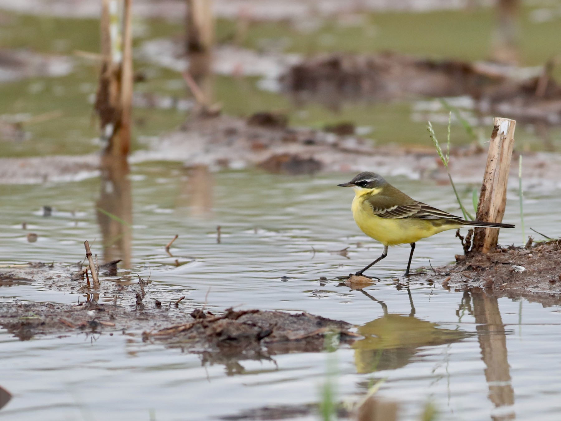 Eastern Yellow Wagtail - eBird