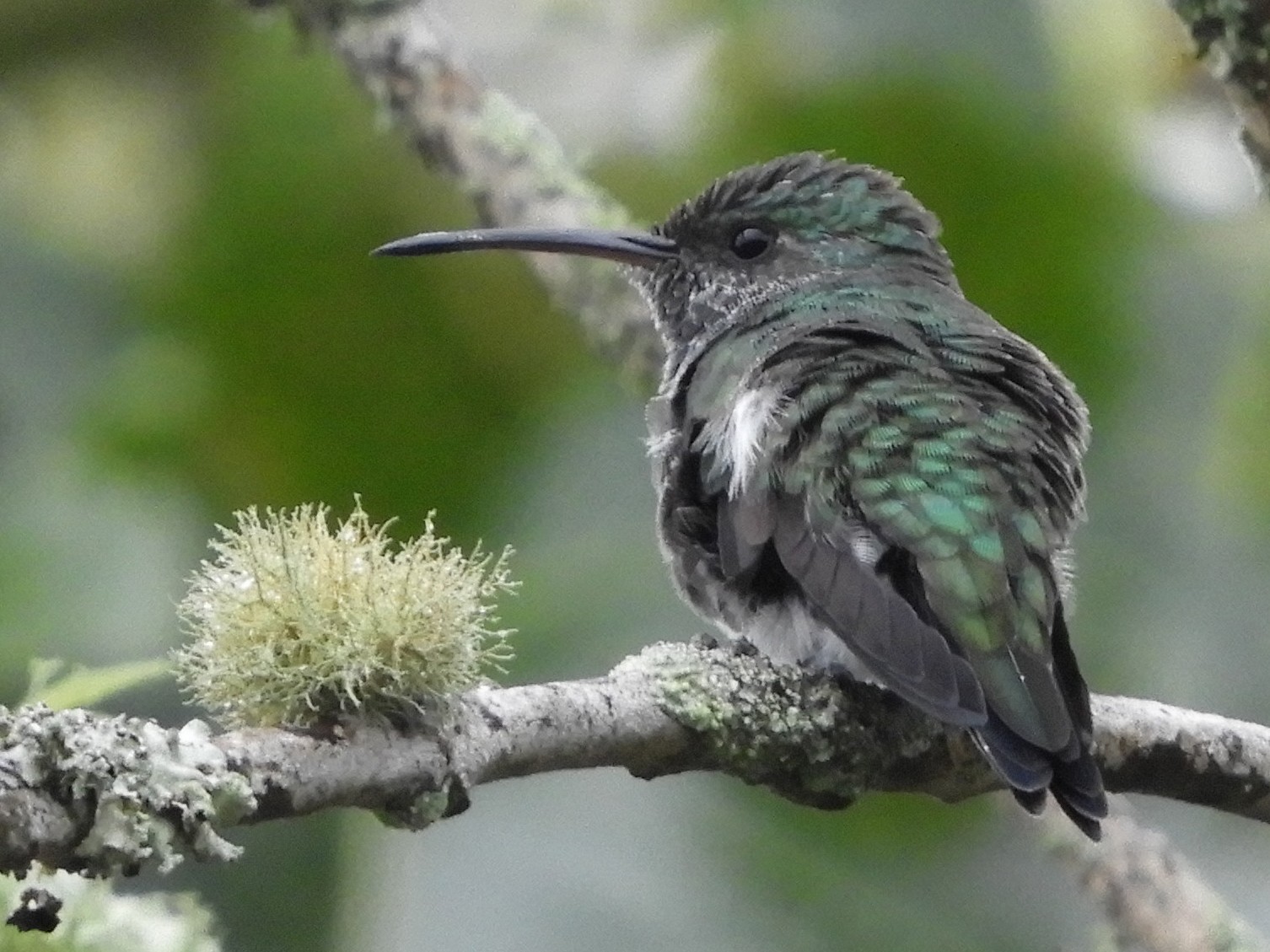 Shining-green Hummingbird - eBird