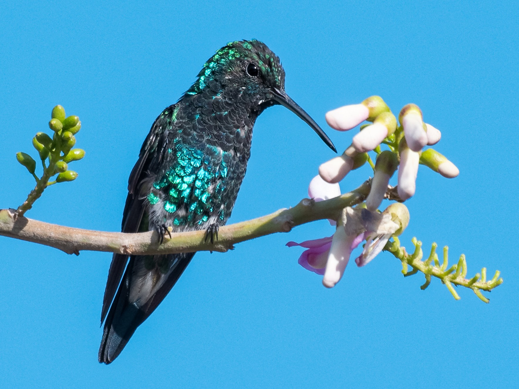 Shining-green Hummingbird - eBird