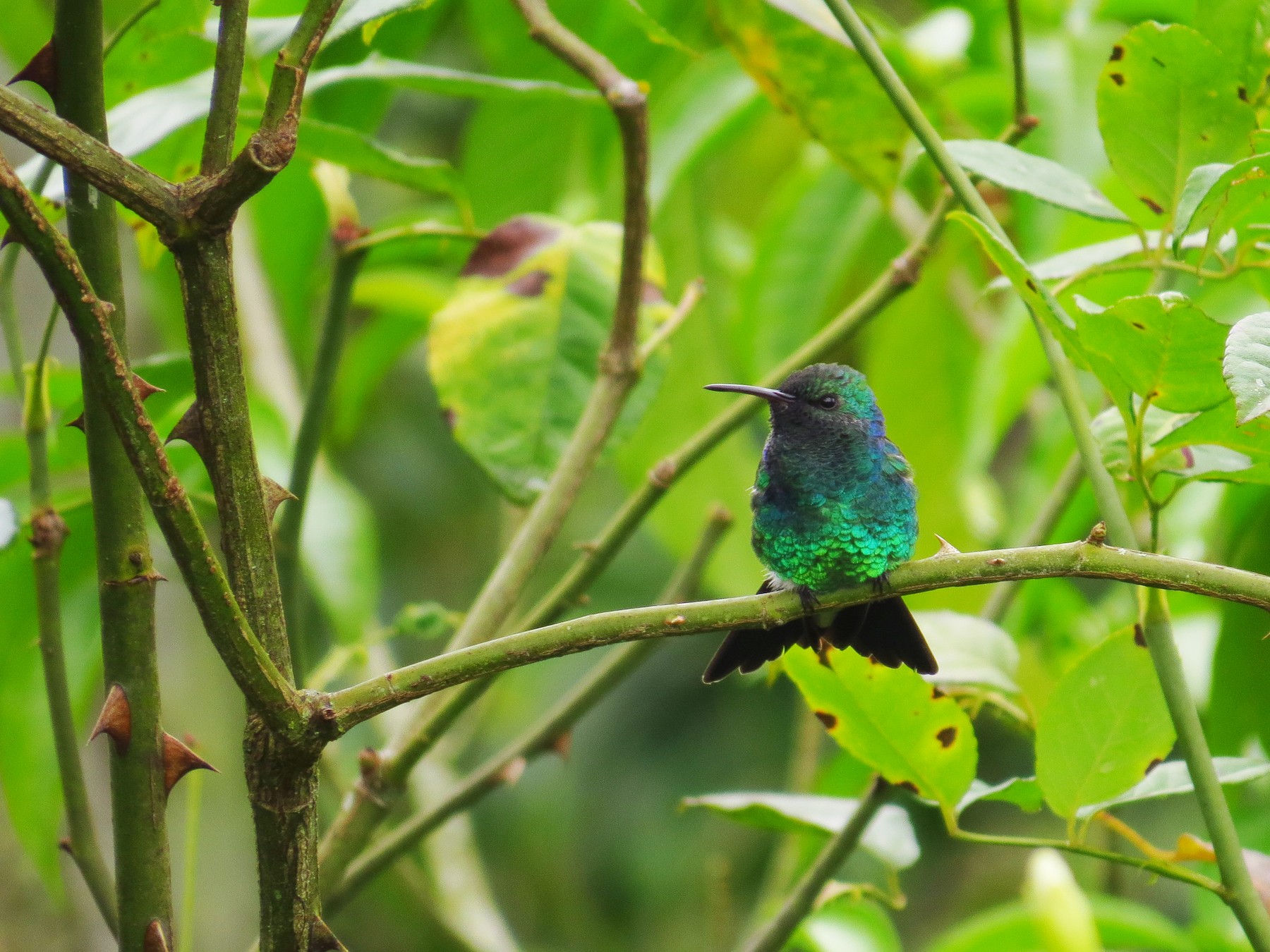 Shining-green Hummingbird - eBird