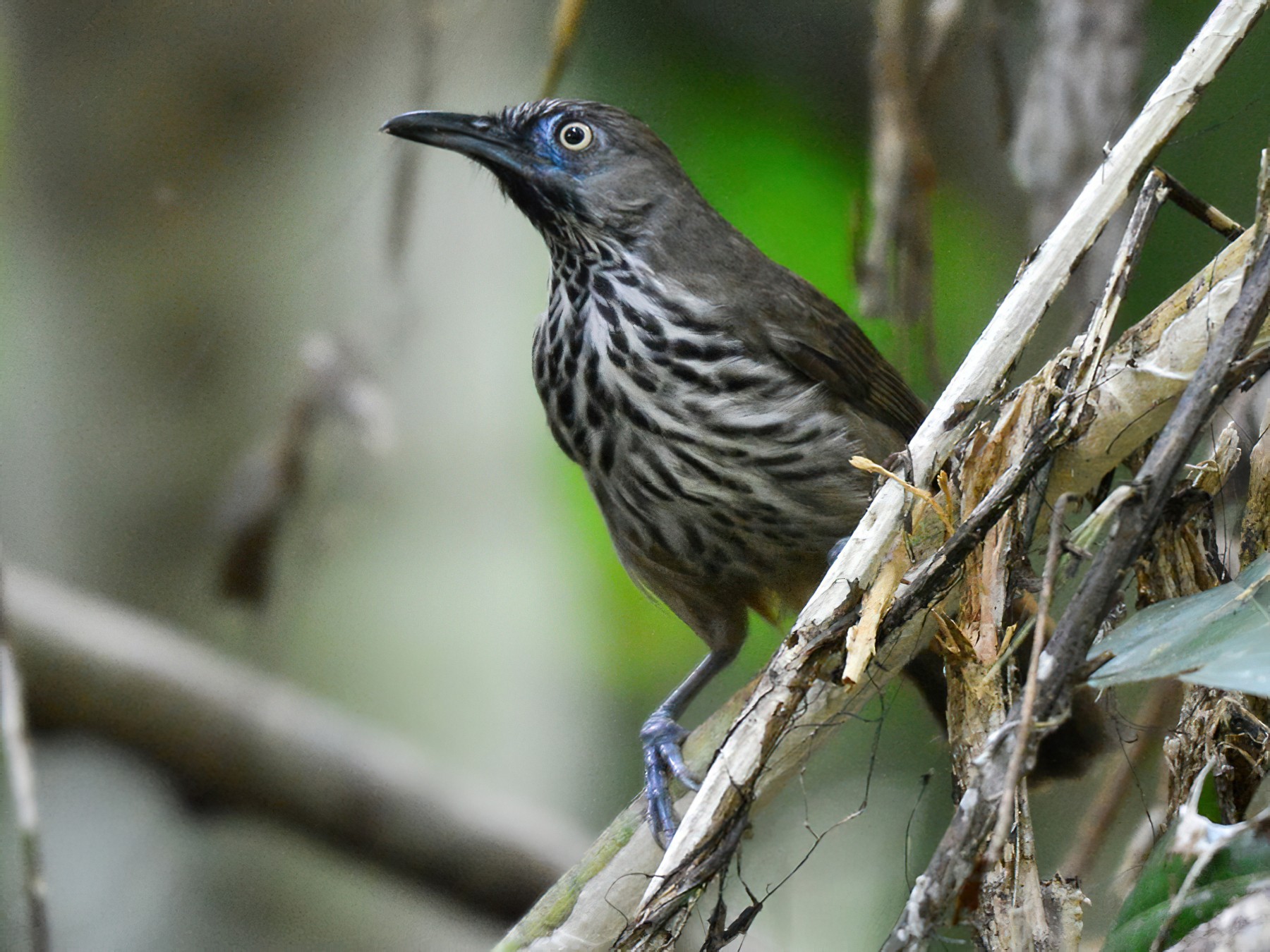 Chestnut-rumped Babbler - eBird