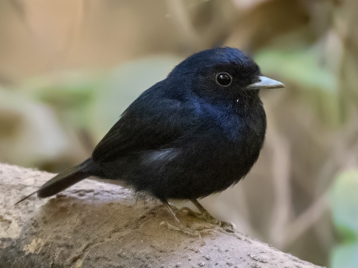 Amazonian Black-Tyrant - eBird