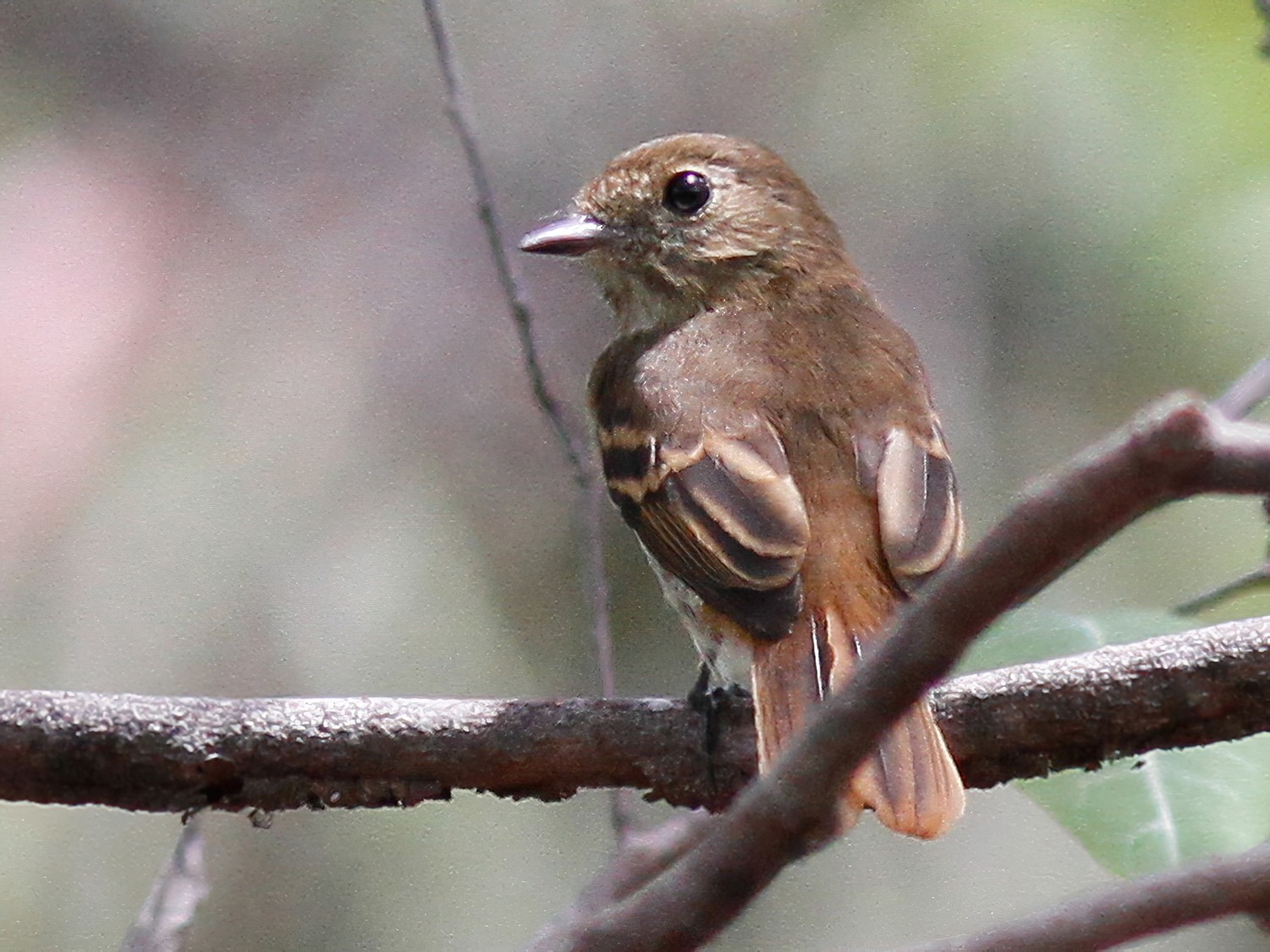 Amazonian Black-Tyrant - eBird