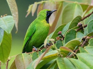 Lesser Green Leafbird - eBird