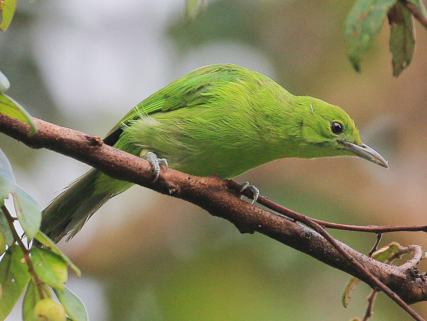 Lesser Green Leafbird - eBird