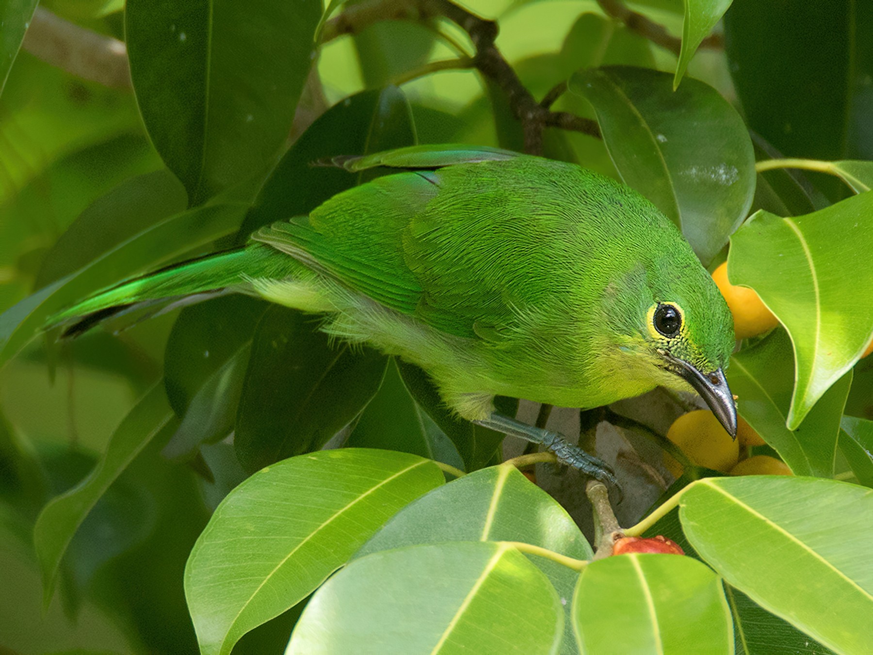 Lesser Green Leafbird - eBird