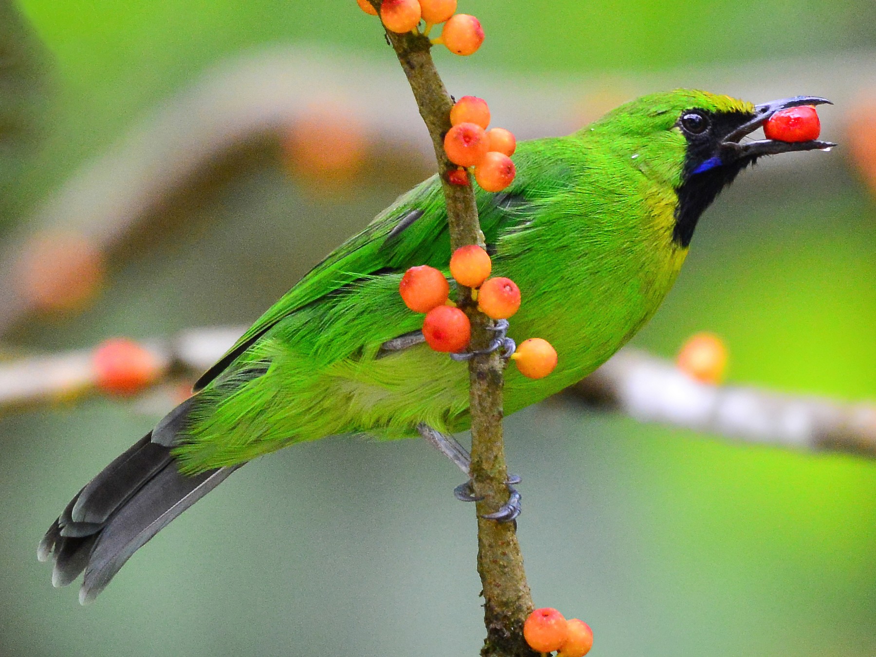 Lesser Green Leafbird - eBird
