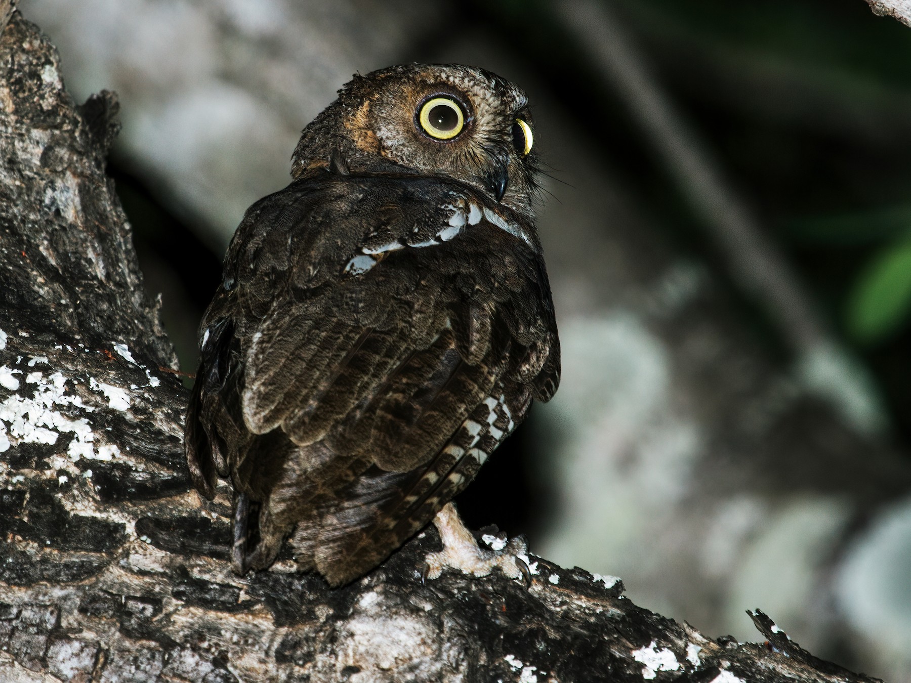 Torotoroka Scops-Owl - eBird