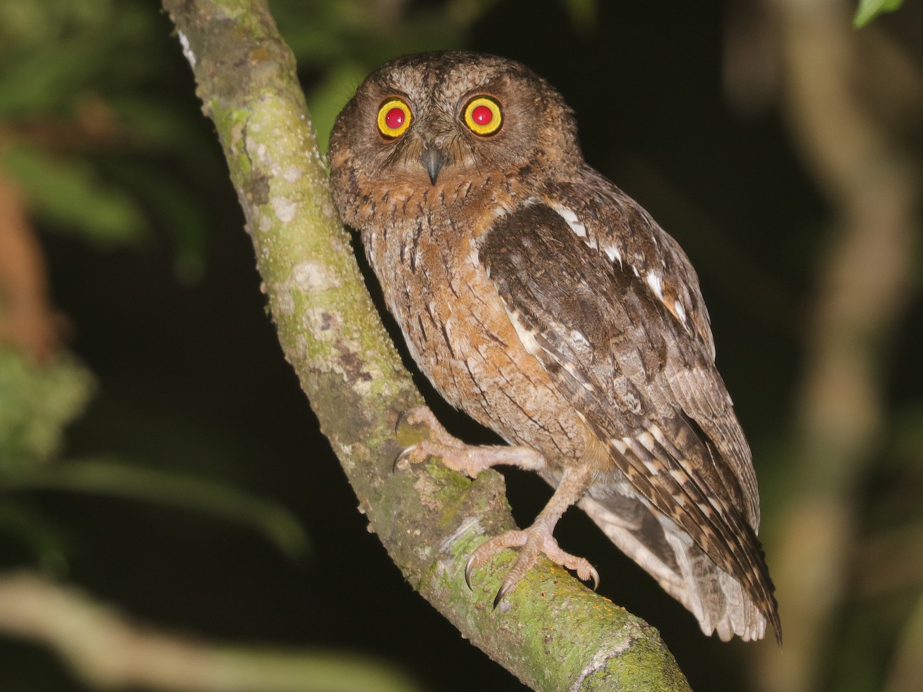 Madagascar Scops-Owl (Rainforest) - eBird
