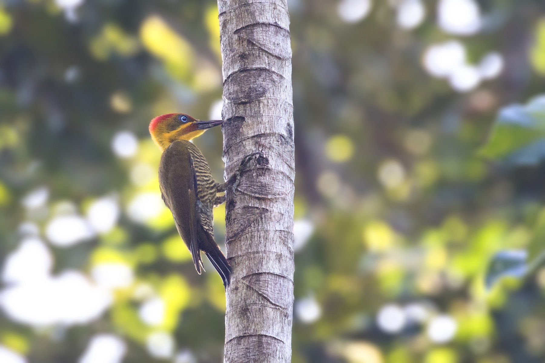 Carpintero Ojo Blanco (paraensis) - eBird