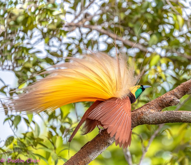 Greater Bird Of Paradise Bird