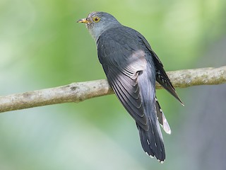 Himalayan Cuckoo - eBird