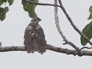 Meyer's Goshawk - eBird