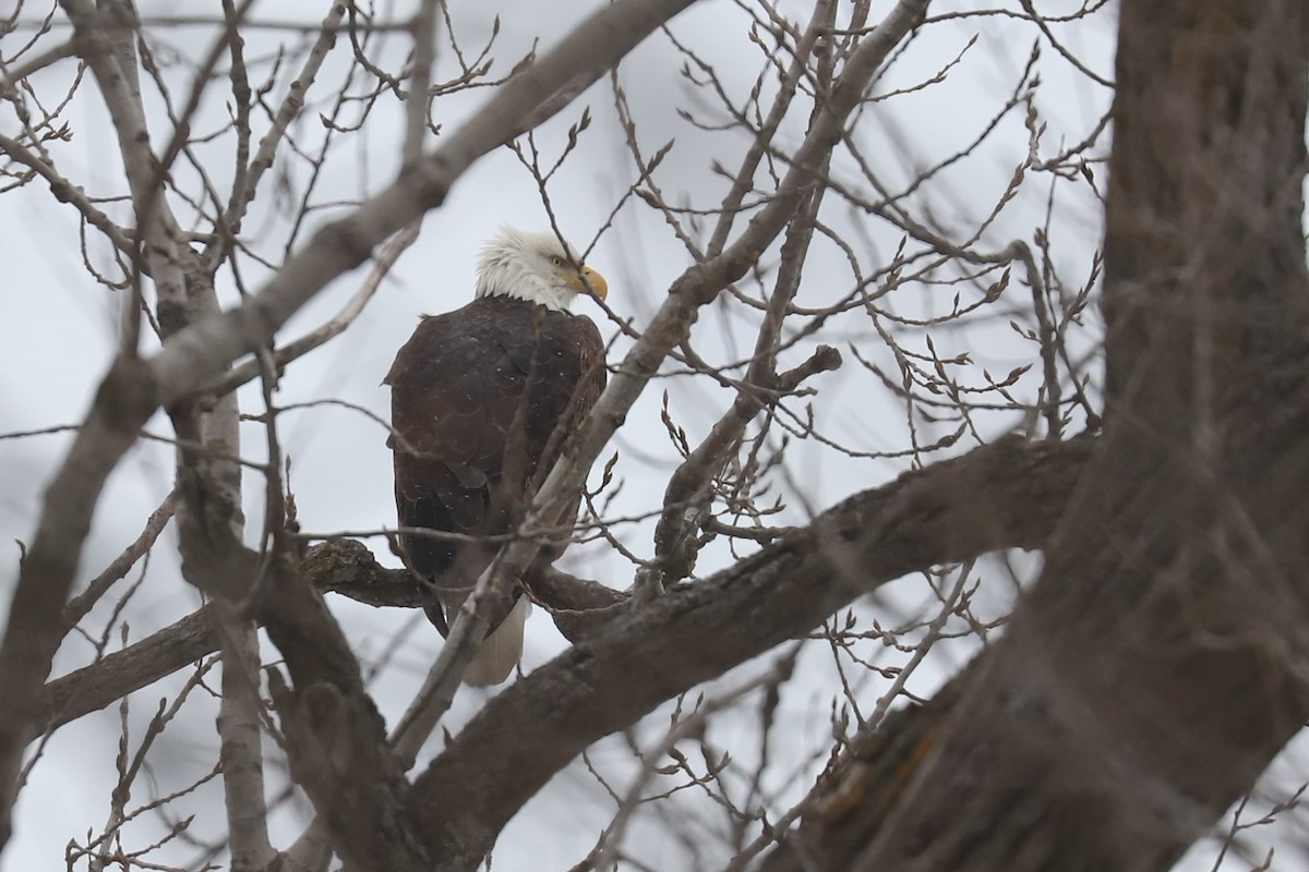 eBird Checklist - 24 Jan 2021 - Chippewa Nature Center - 23 species