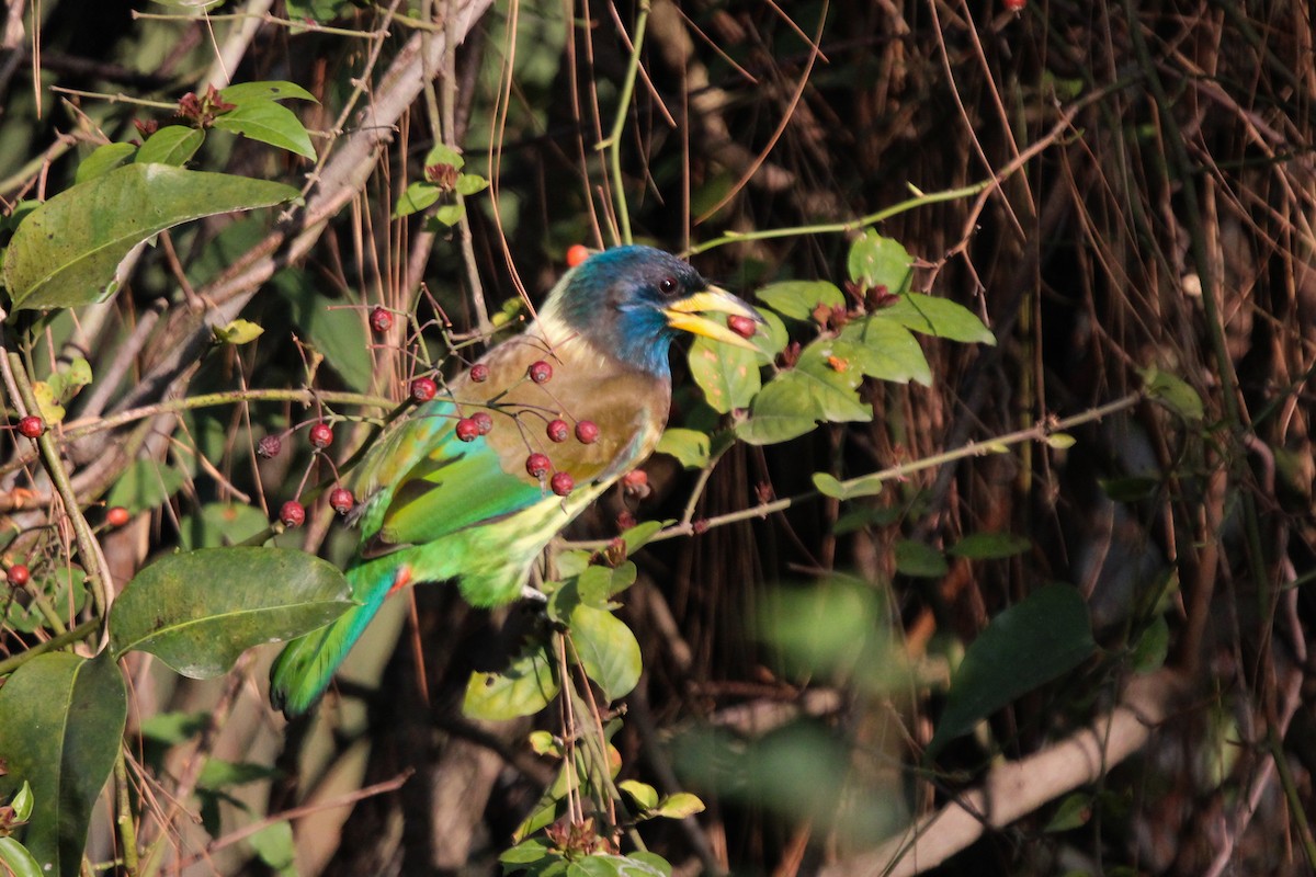 eBird India Checklist - 24 Jan 2021 - Chakki more-bhoj nagar road ...