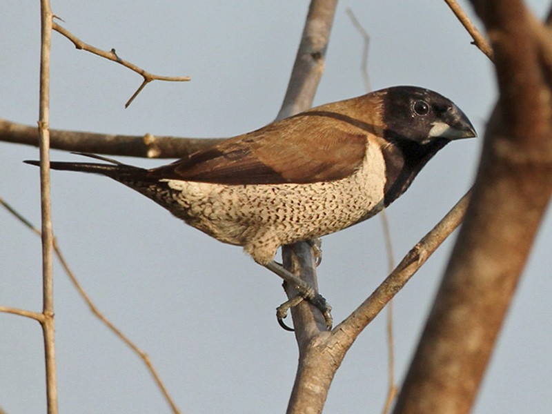 Black-faced Munia - New Zealand eBird