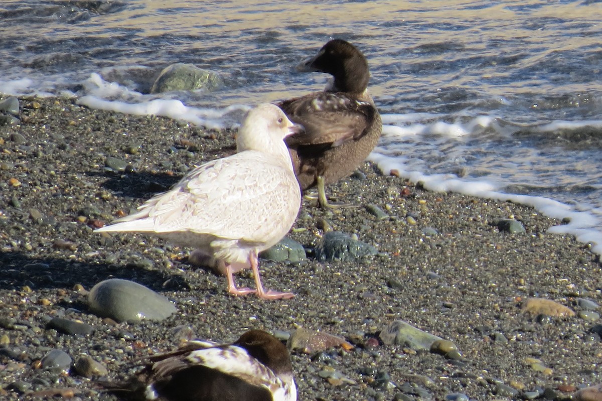 eBird Checklist - 24 Jan 2021 - BHI--Deer Island - 16 species
