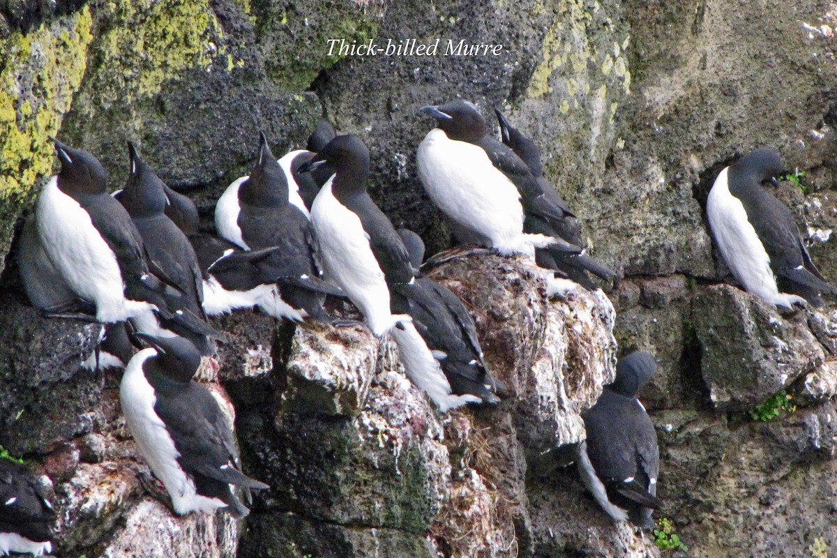 eBird Checklist - 13 Jun 2009 - St. Paul Island (Pribilof Islands ...