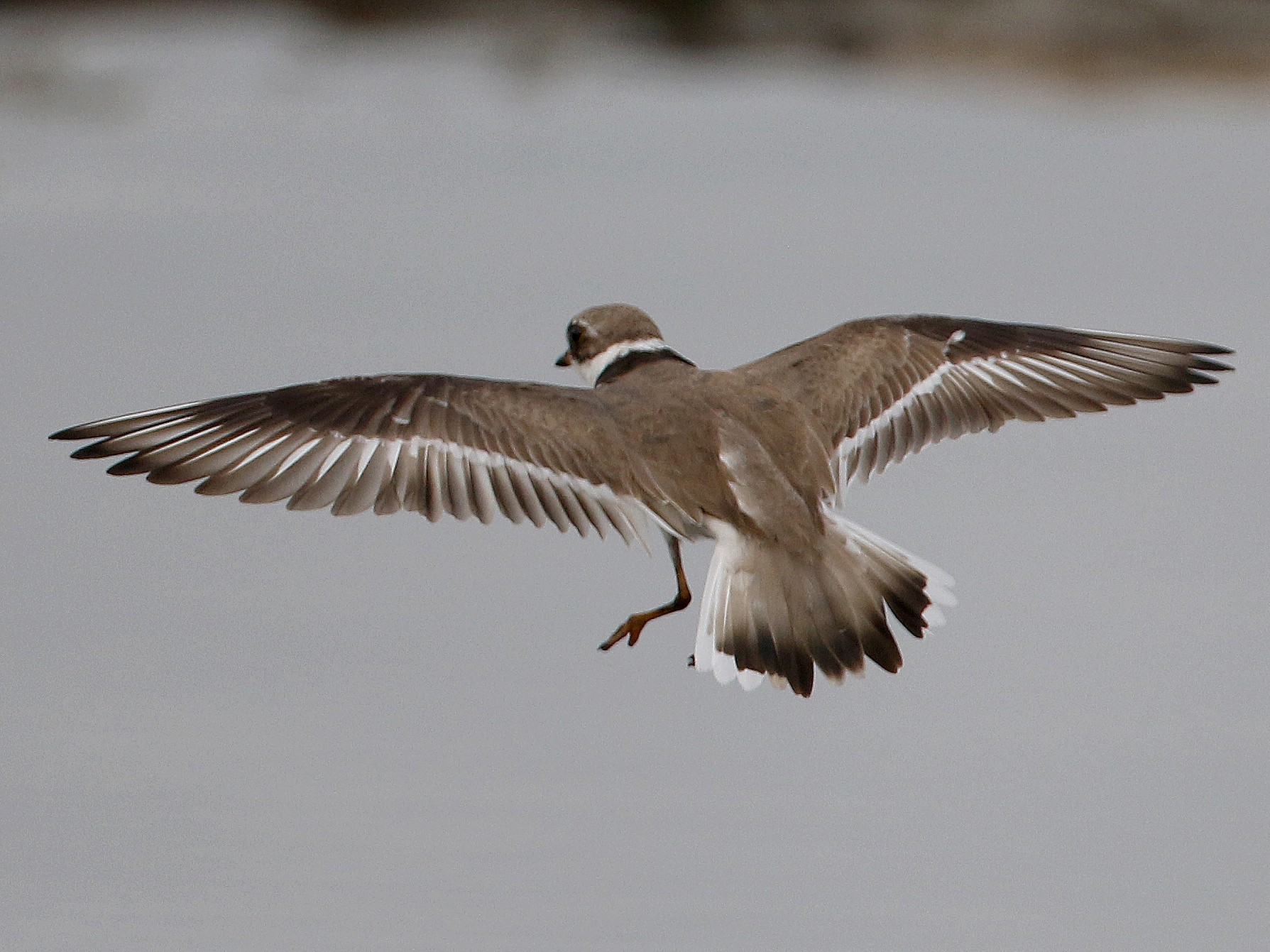 Semipalmated Plover - eBird