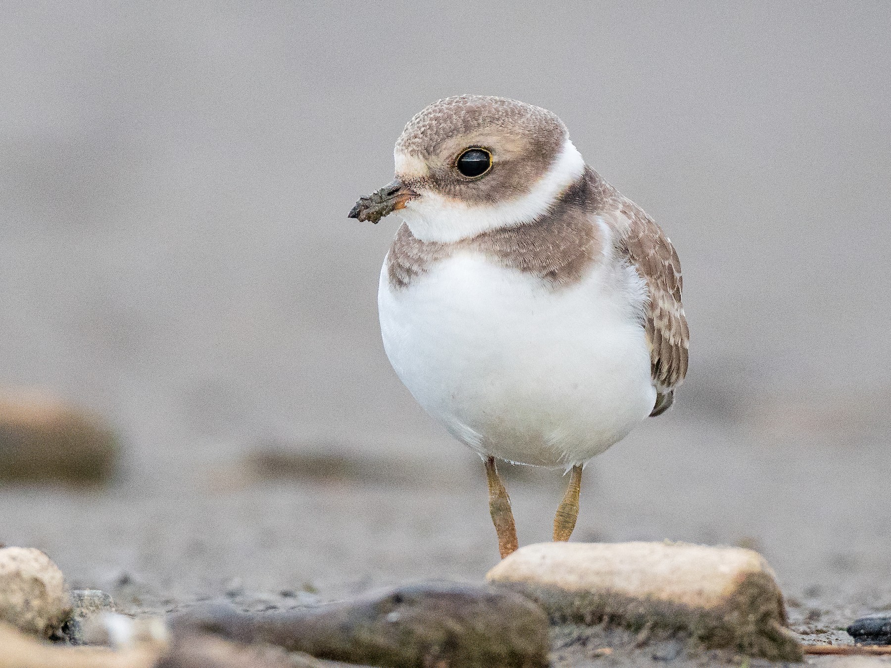 Semipalmated Plover - eBird