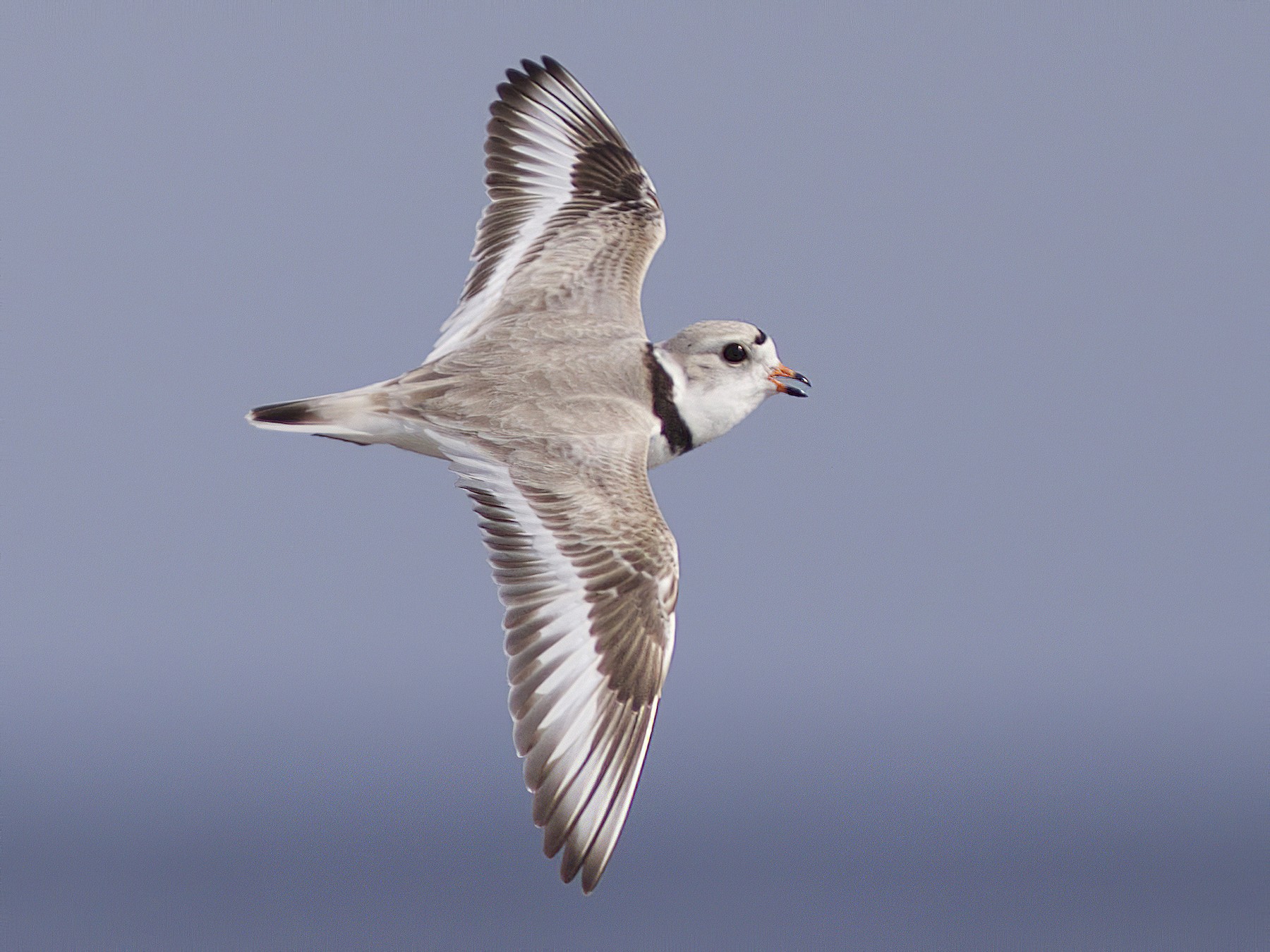 Piping Plover - eBird