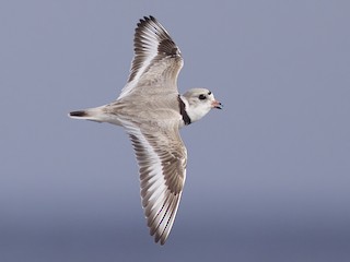 Piping Plover - eBird