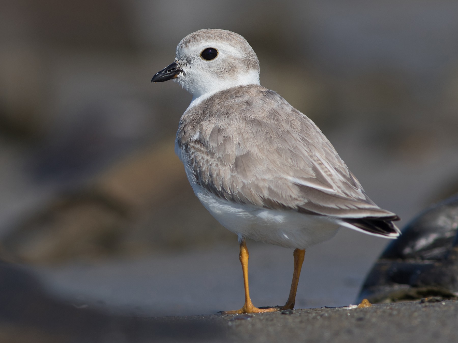 Piping Plover - eBird
