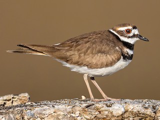 Killdeer - eBird