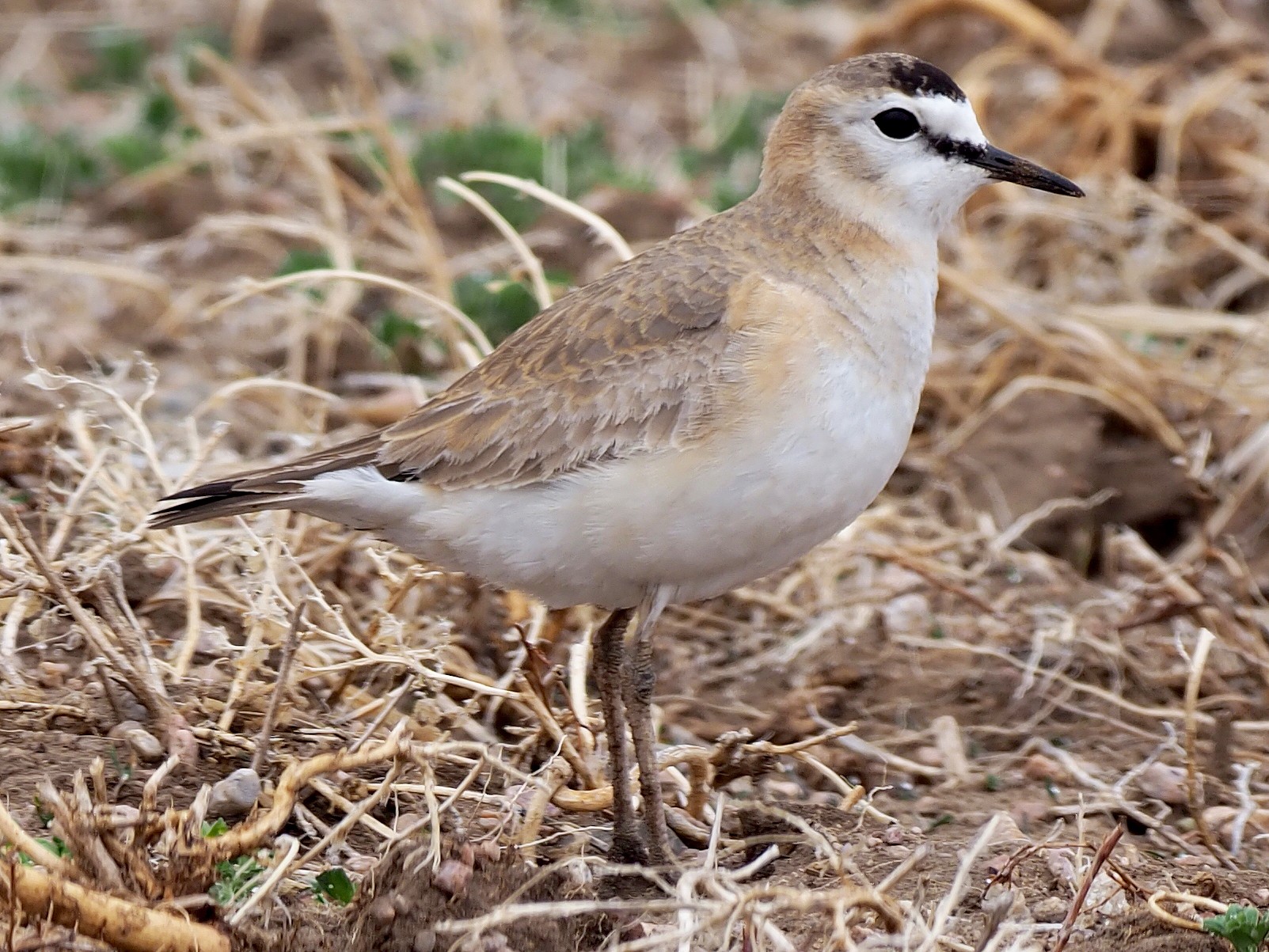 Mountain Plover - eBird