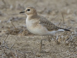 Mountain Plover - eBird
