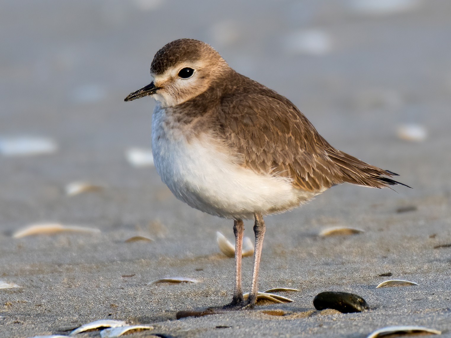 Mountain Plover - eBird