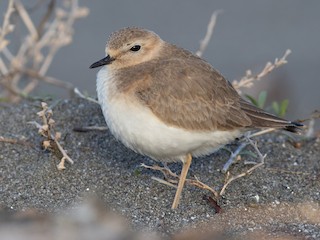 Mountain Plover - eBird