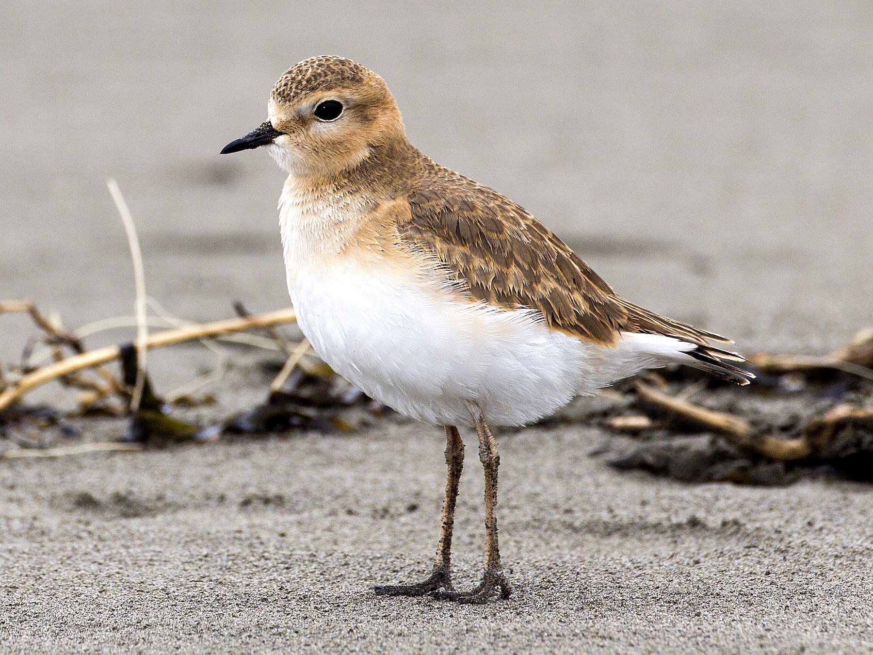 Mountain Plover - eBird