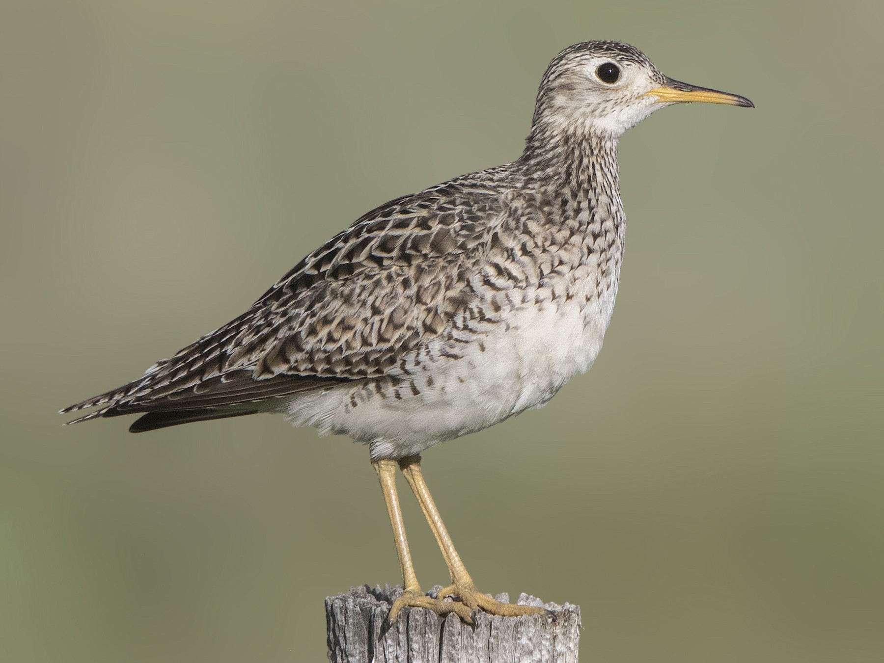 Upland Sandpiper - eBird