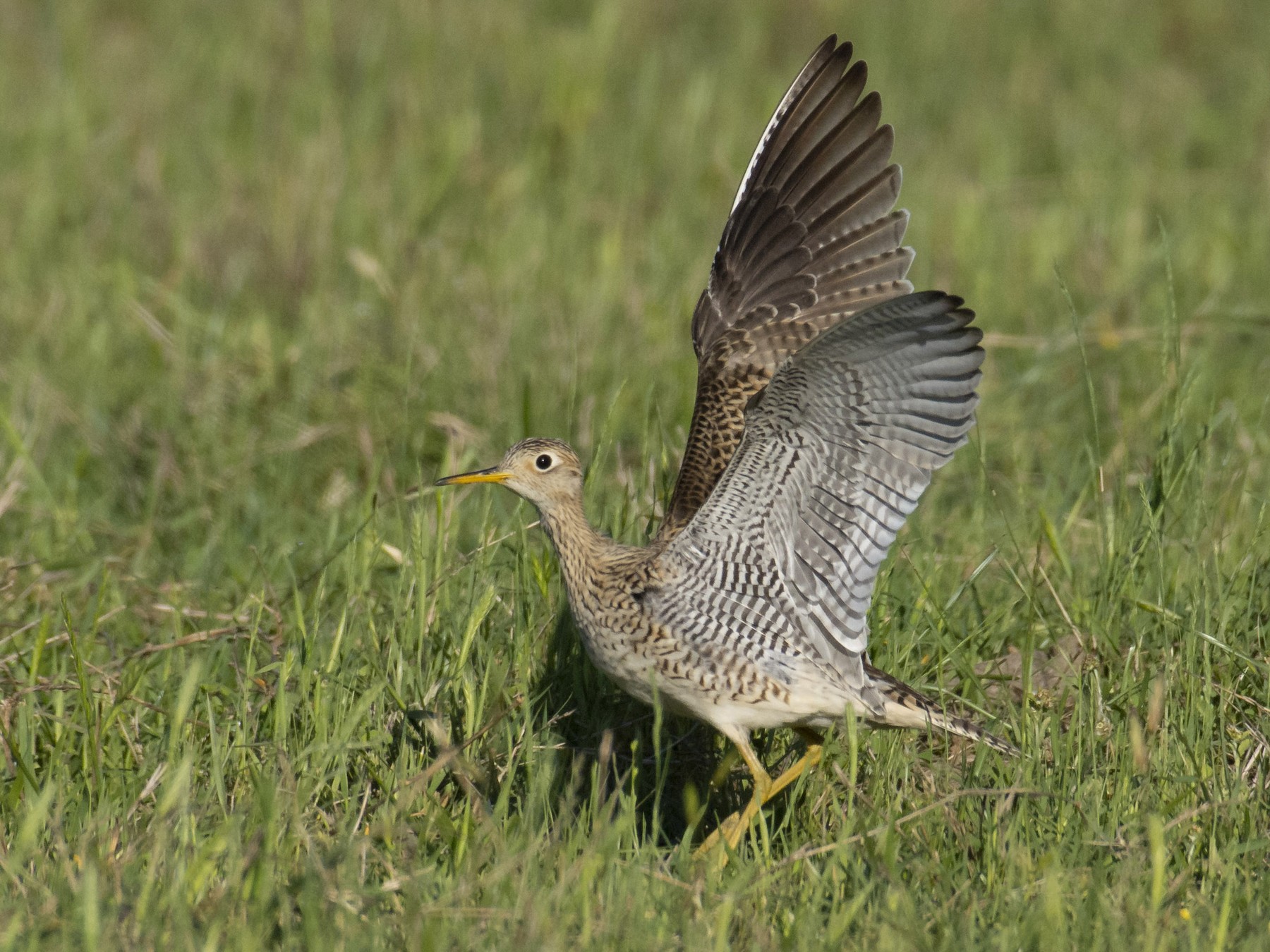 Upland Sandpiper - eBird