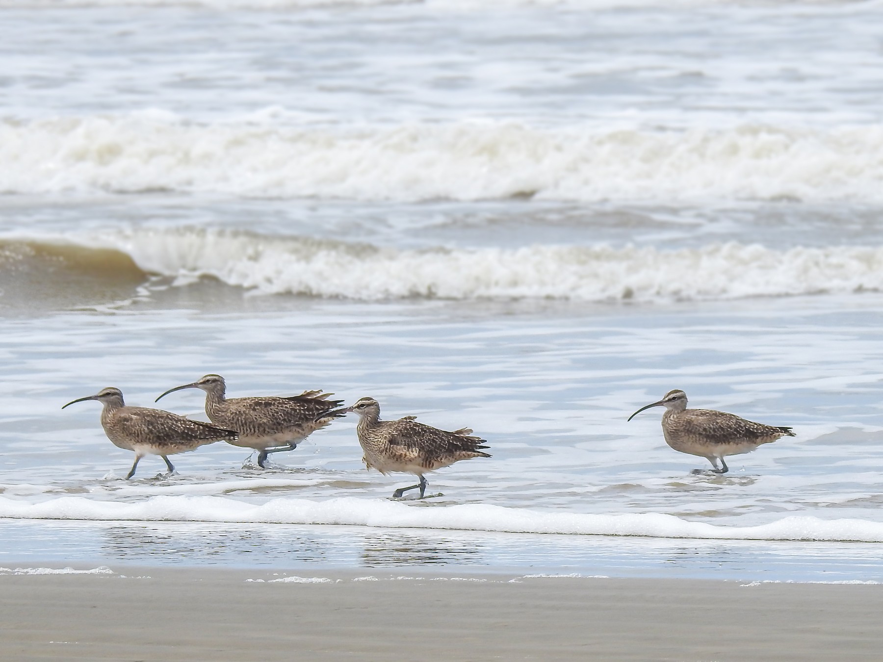 Whimbrel - eBird